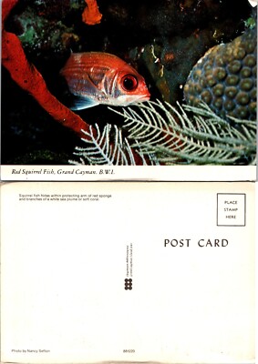 Continental Red Squirrel Fish Grand Cayman Postcard | eBay