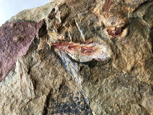 Rare Ordovician Fossil Sponge - Pirania auraeum | eBay