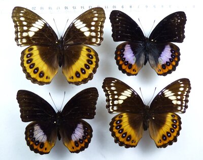 Set 4 x Hypolimnas pandarus | eBay