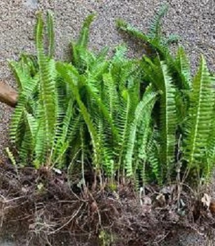 6 Boston Sword Ferns, Live Plants bare root bundle | eBay