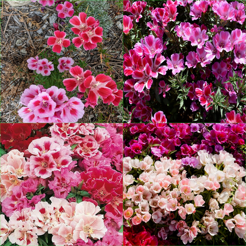 GODETIA MONARCH MIX-DWARF SINGLE MIX 265+Seeds FLOWERS Beautiful GARDEN ...