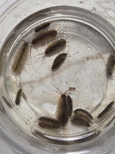 50ct! AQUATIC Isopods (Asellus Sp.) | eBay