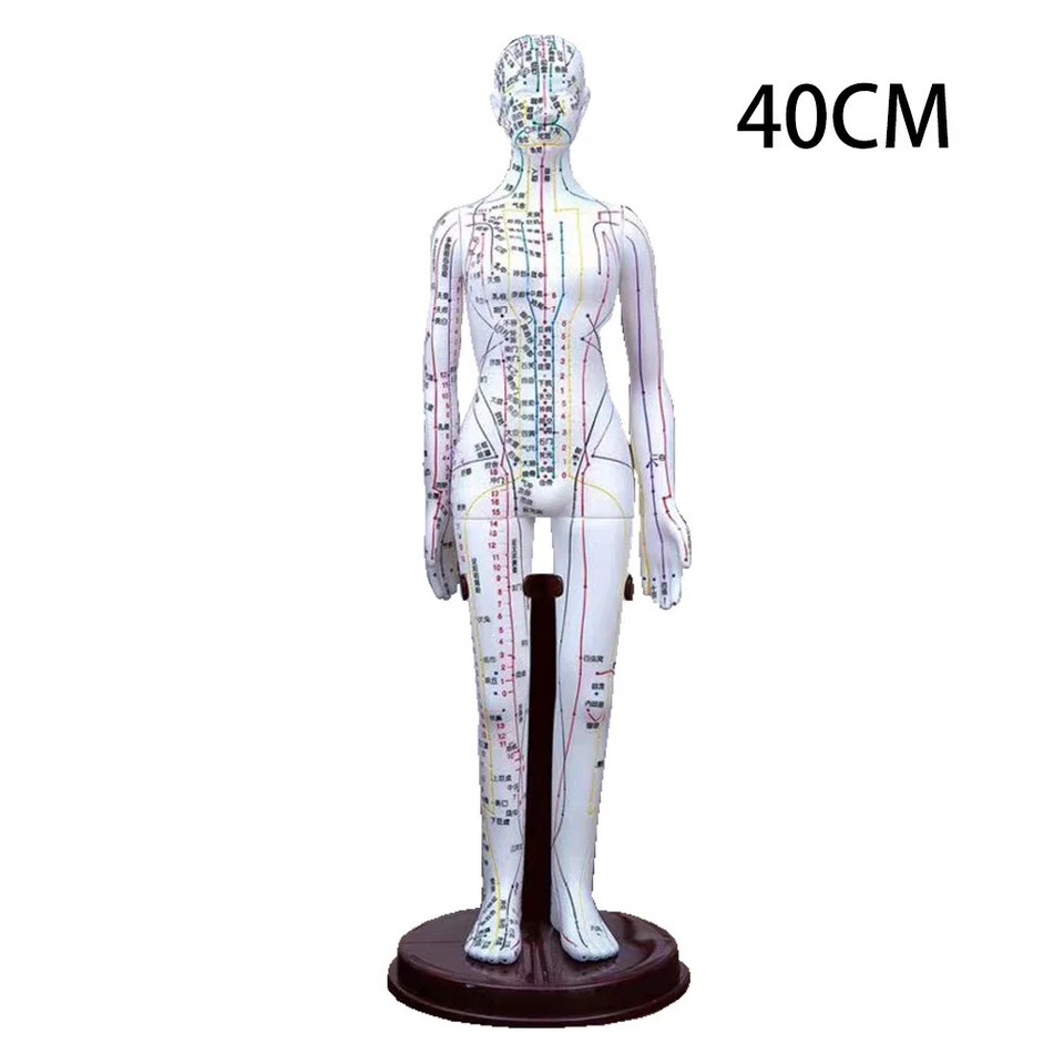 Man/Woman Meridian Model Chinese Medicine 52CM/40CM Human Body ...