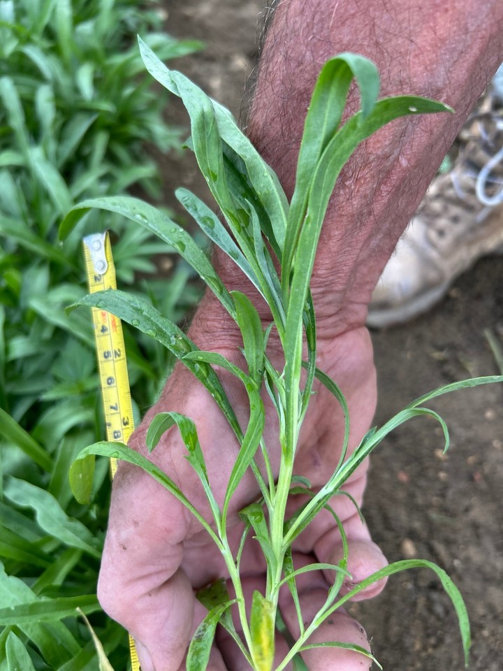 Wallflower Plants Fair Lady Mixed Colours Tall 20 Pack Erysimum Bare ...