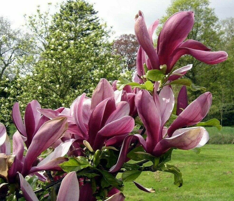 20 Purple Magnolia Seeds Yulan Magnolia Seed Tree Tulip Lily Flower ...
