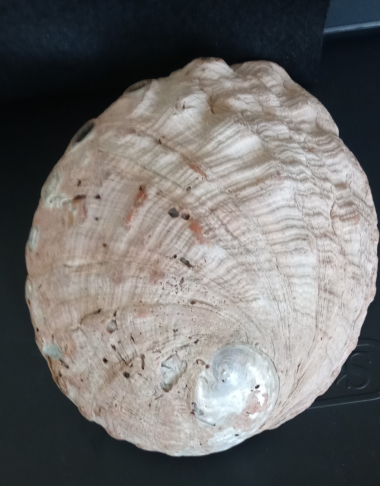 Vintage Abalone Shell Half Polished Large 7.5 x 6 Inches For Jewelry ...