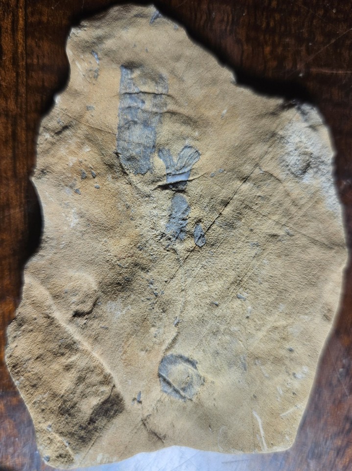 Archeocyathus arborensis Okulitch, 1954, Poleta, L. Cambrian, Gold ...