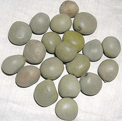 CAESALPINIA CRISTA, Karanja, Fever nut WHOLE, Indian herb FREE SHIPPING ...