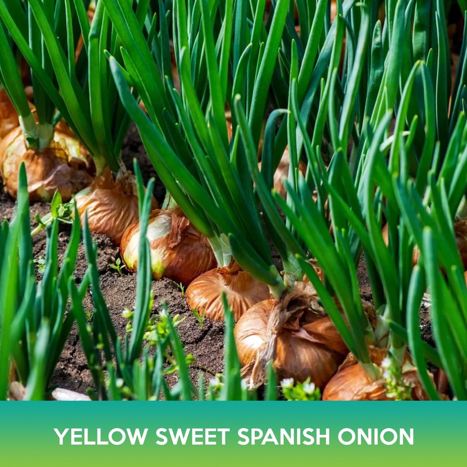 Yellow Sweet Spanish Onion Seeds | eBay