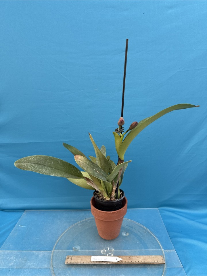 Rlc Shunguito 4N Bloom Size Purple Pink SPIKING Orchid HYBRID 4.5” Pot ...