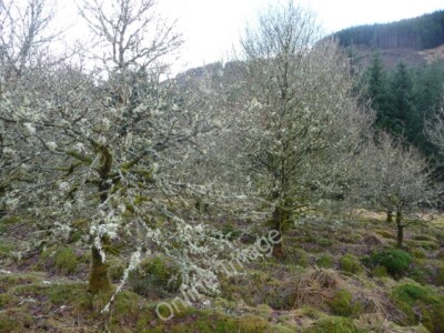 Photo 6x4 Trees in Cwm Tywi Nant Cwm-du/SN7955 These trees are coated ...