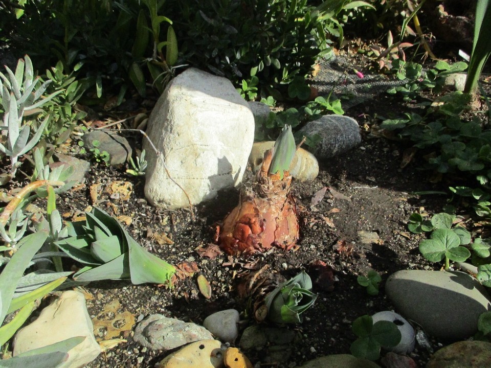 Urginea maritima Giant Sea Squill Scilla maritime 1 BULB | eBay