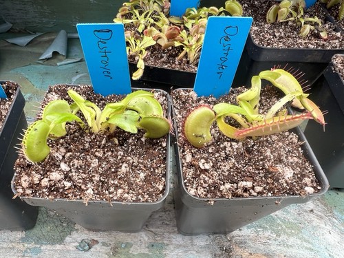 Dionaea Muscipula Venus Flytrap Destroyer | eBay