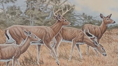 Christopher Forrest Litho Print (Deer) 19 x 23 (1980s) Afternoon ...