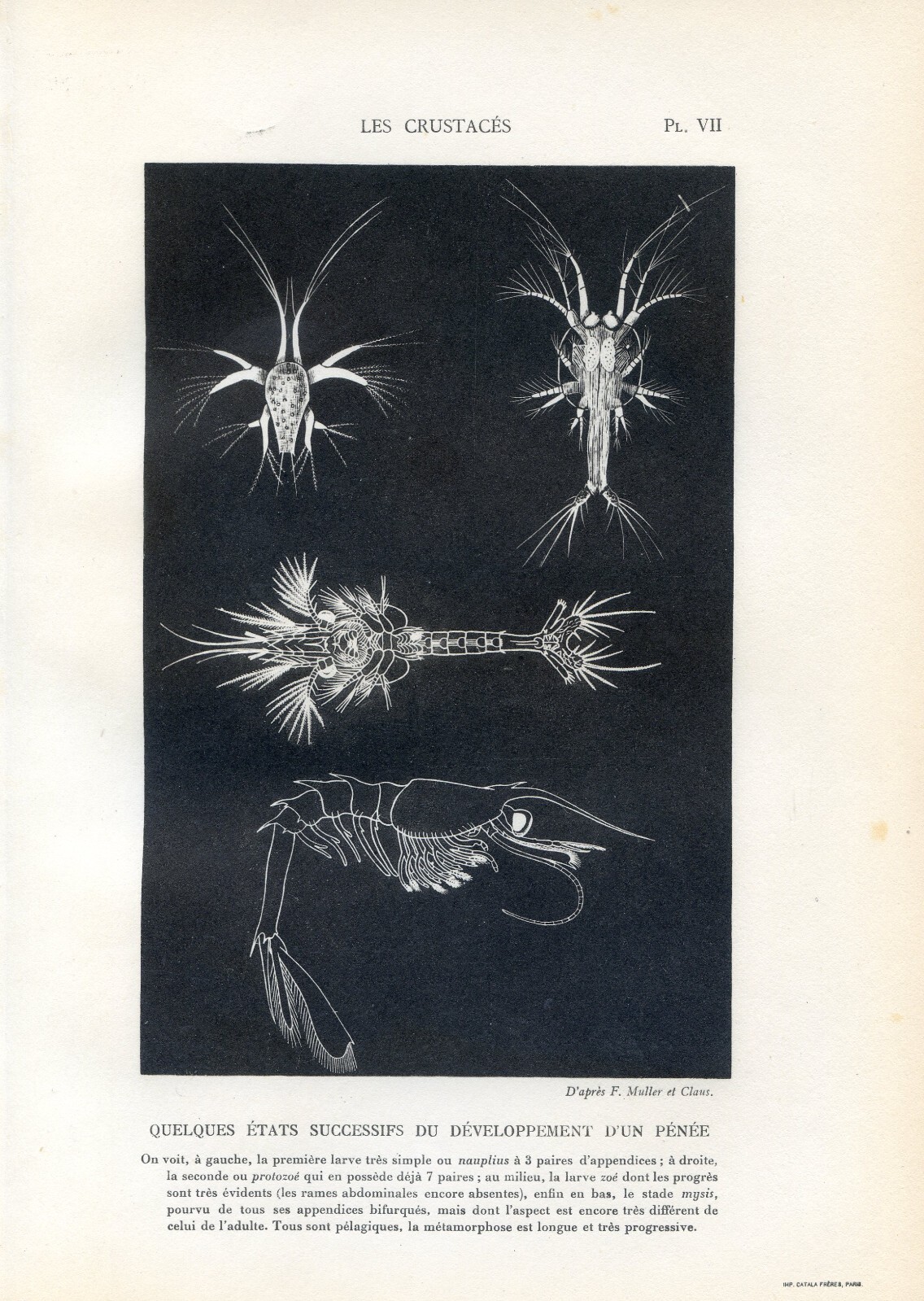 Crustaceans, Successive state of development of a Pénée.......Print ...