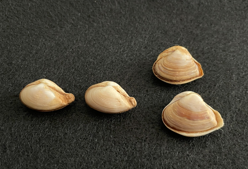 Corbula: smithiana Brazier 16 mm, 17 mm & tunicata Reeve 17 mm, 19 mm ...