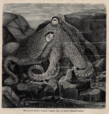 OCTOPUS IN DEN – Common Octopus Polypus vulgaris 1883 Antique Engraving ...