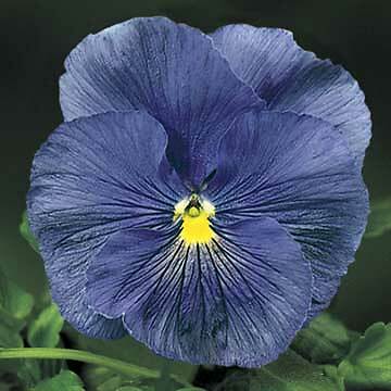 Pansy DeltaPro True Blue-Pure 250 seeds | eBay
