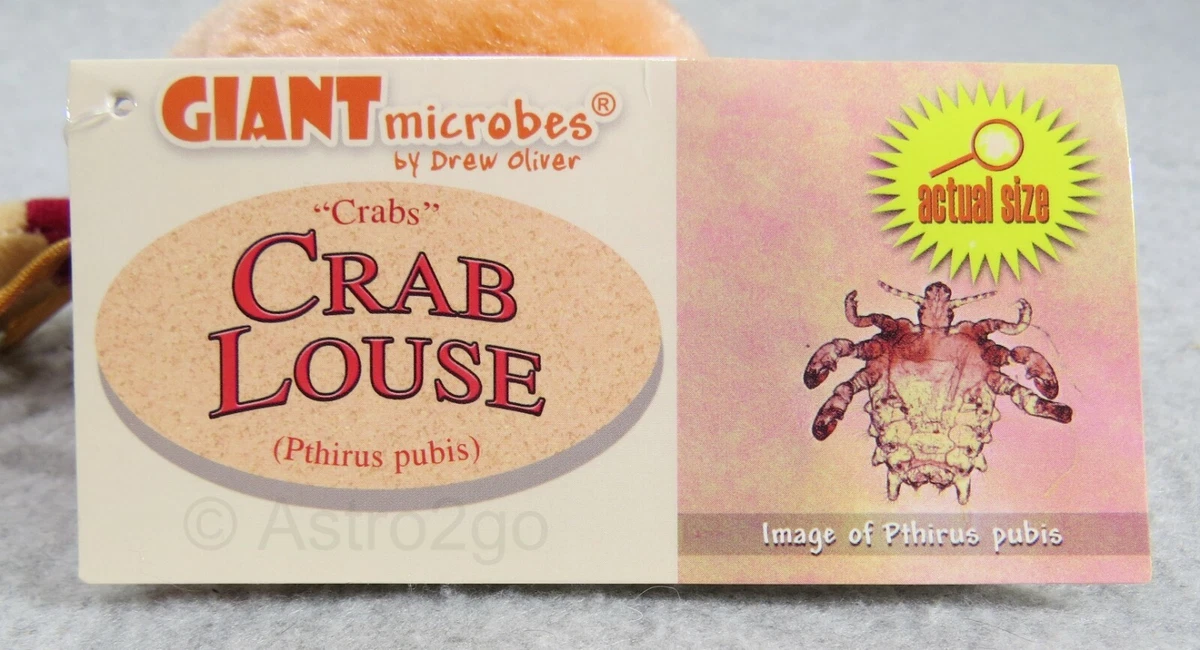 Std Pictures Of Crabs