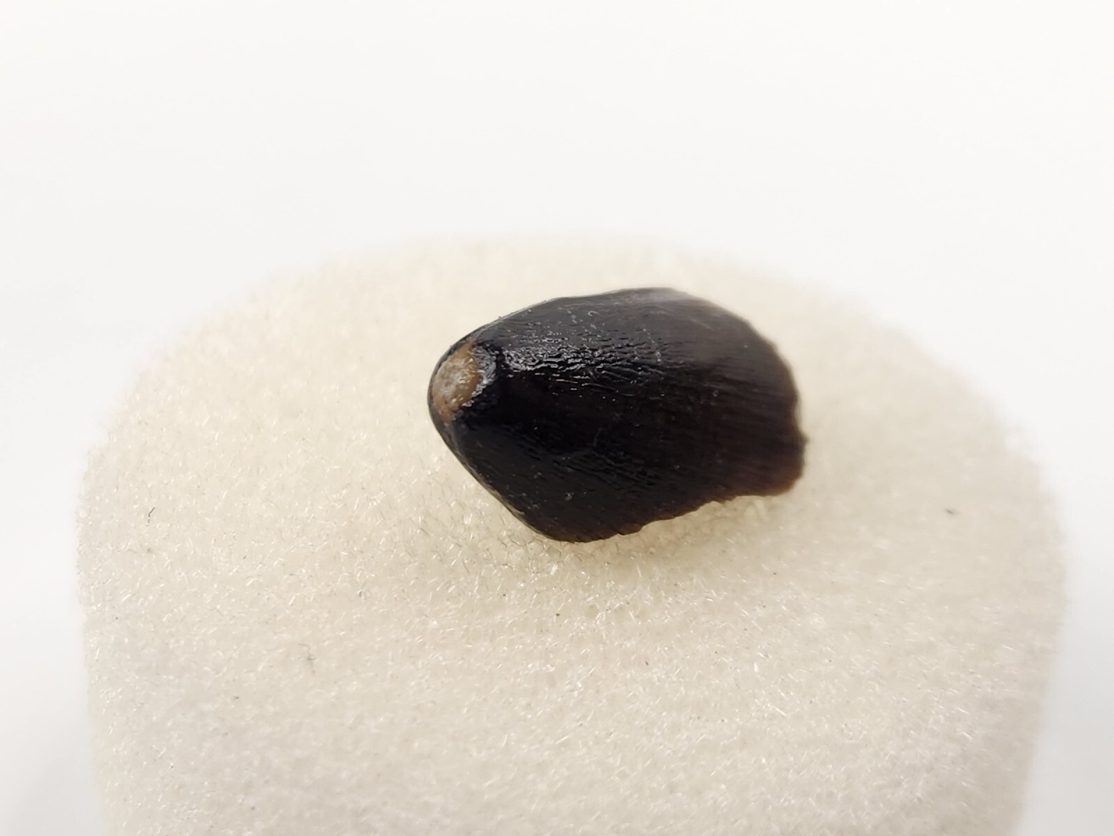 Jurassic Morrison Crocodile 0.52" Tooth Fossil - Bone Cabin Quarry ...