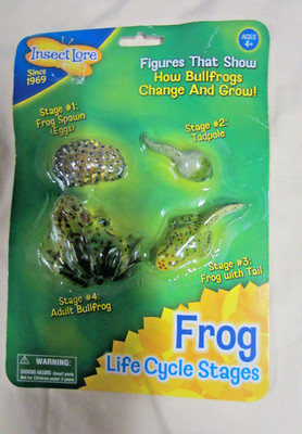 FROG Life Cycle Stages Insect Lore Bullfrog Metamorphosis Educational ...