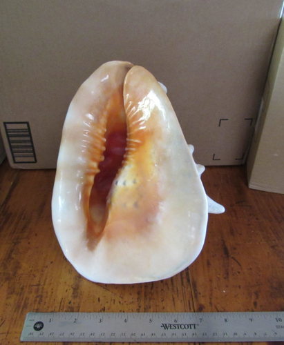 Vintage Huge Thick-Walled Queen Conch Shell | eBay