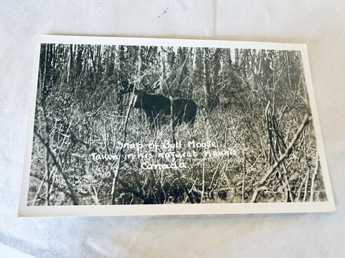 RPPC Postcard Bill Moose In Natural Habitat Canada #1174 | eBay