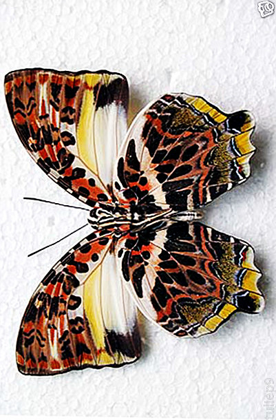 Nymphalidae - Agatasa calydonia calydonia (m) - Malaysia - Rare (30-1 ...