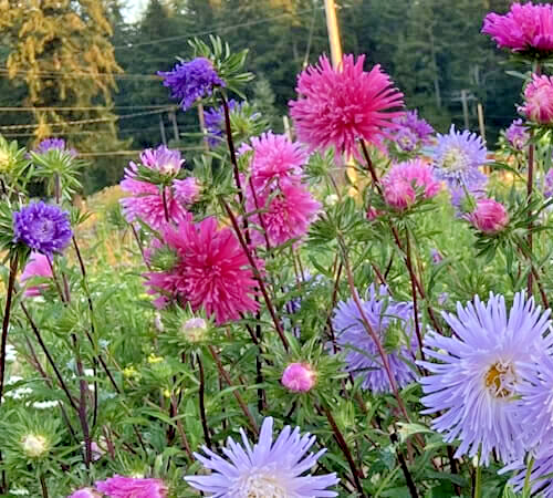 50 Seeds Mixed OSTRICH PLUME ASTER Feather Spider Callistephus ...
