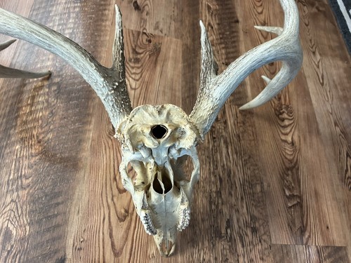 Big KS Whitetail Deer Antlers Euro Mount Skull Wild Taxidermy Muley ...