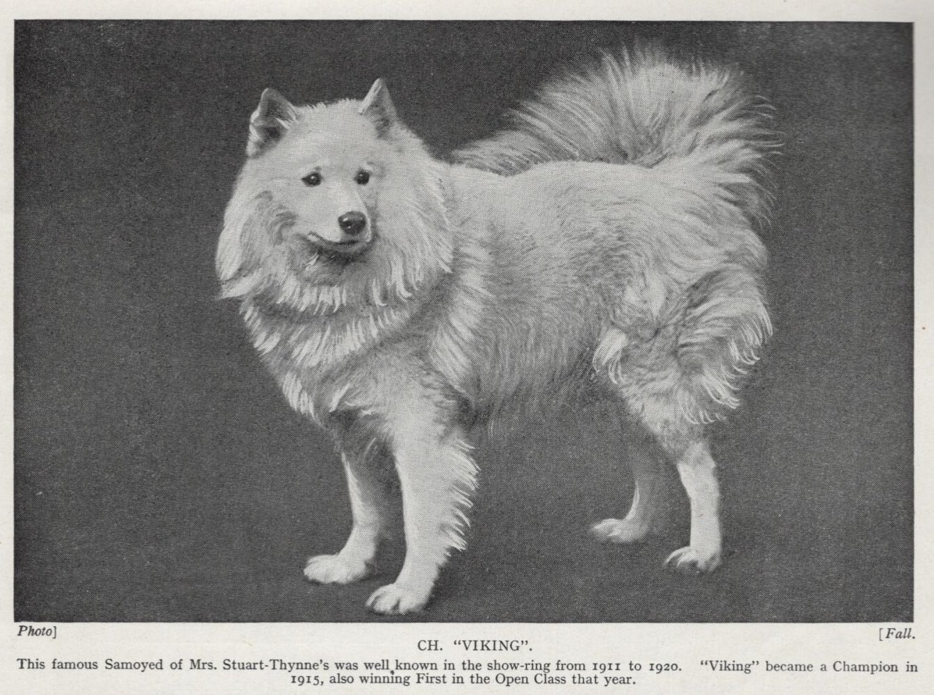 Samoyed "Viking" - 1934 Vintage Dog Art "Photo" Print - CUSTOM MATTED ...