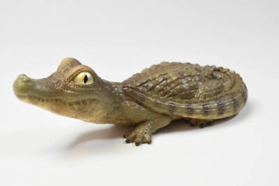 Spectacled caiman crocodile Reptile PVC hollowed figure model toy | eBay UK