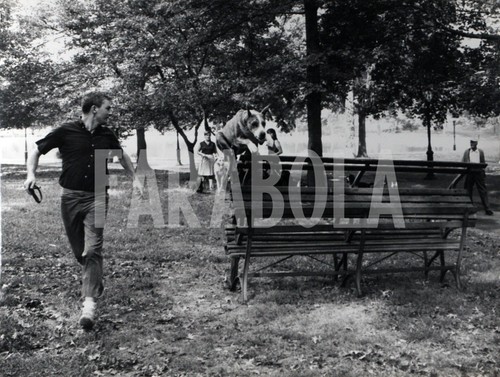 Photo de presse vintage Jim Buck, Dogsitter À New York, tirage | eBay