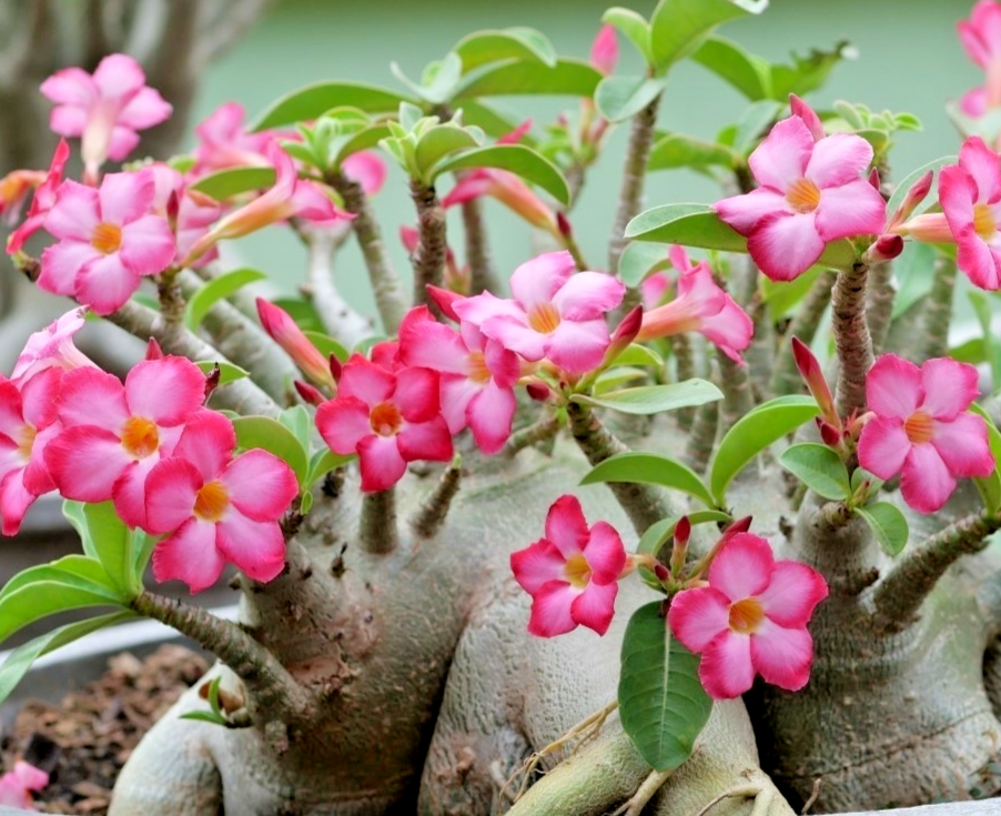Pink Desert Rose Live Starter Plant - Ship No Pot - Adenium Obesum ...