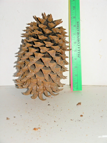 GIANT Coulter Pine Cone Extra Large 9" - 10" Long 7" Wide | eBay