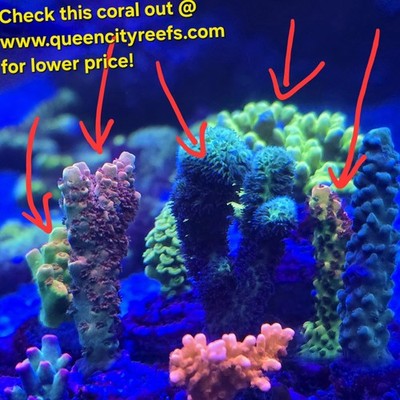 SPS CORAL FRAGS PACK - SPS Frags - Live Coral | eBay