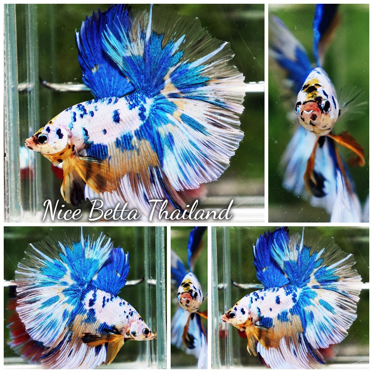 Sapphire Crowntail Betta Fish Halfmoon Betta Fish Care Guide Your