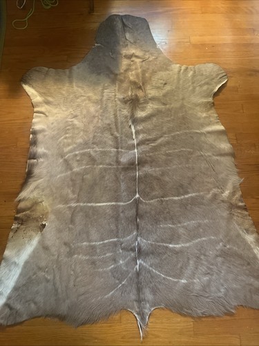 Kudu Skin Rug Real Greater Kudu Antelope Hide Size 66”x51" Large ...