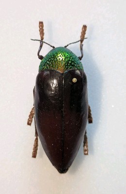 Sternocera chrysis, 44mm, very scarce jewel beetle from India | eBay