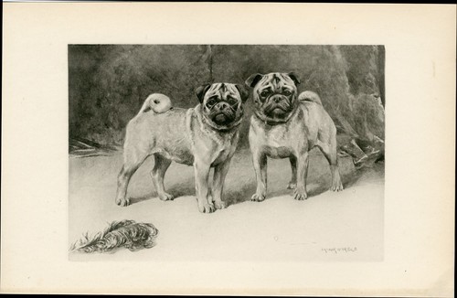 PUG FAWN DOGS RARE 1894 ANTIQUE DOG ART PRINT BY ARTHUR WARDLE | eBay UK