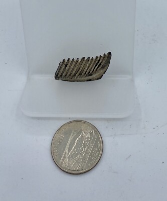 STINGRAY TOOTH MOUTH PLATE EOCENE PAVEMENT TOOTH FLORIDA FOSSIL STING ...