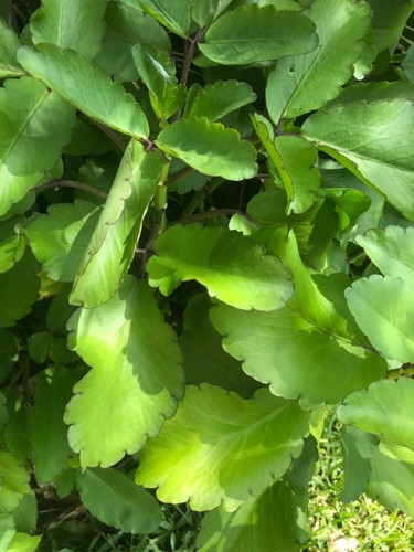 Leaf of Life Miracle Leaf Dried (Bryophyllum pinnatum) medicinal plant ...