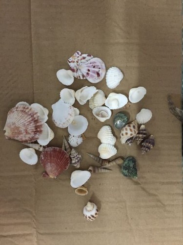 Beach Sea Shells Natural Craft Shell Mix Aquarium Wedding Table ...