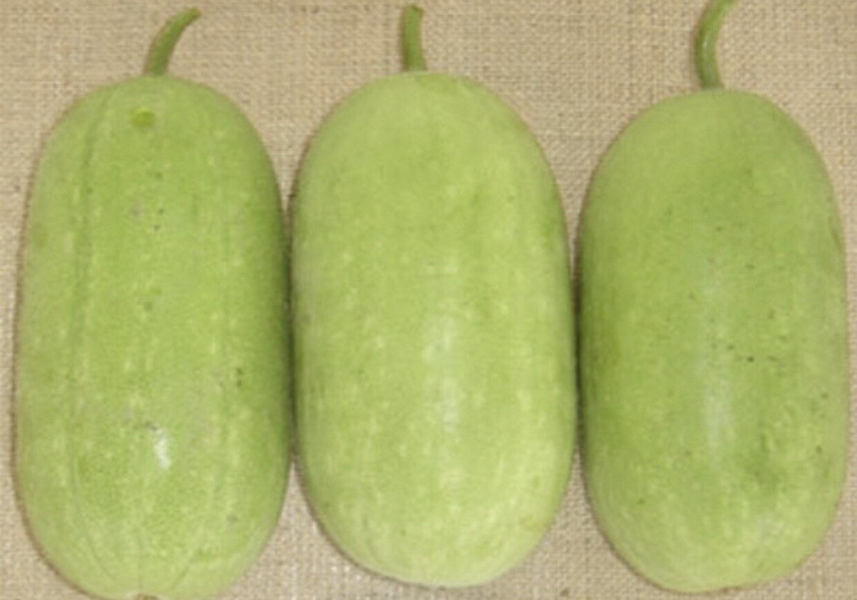 Bangladeshi Seeds, Wax Gourd , Winter Mellon, Jali Kumra,জালি কুমড়া ...