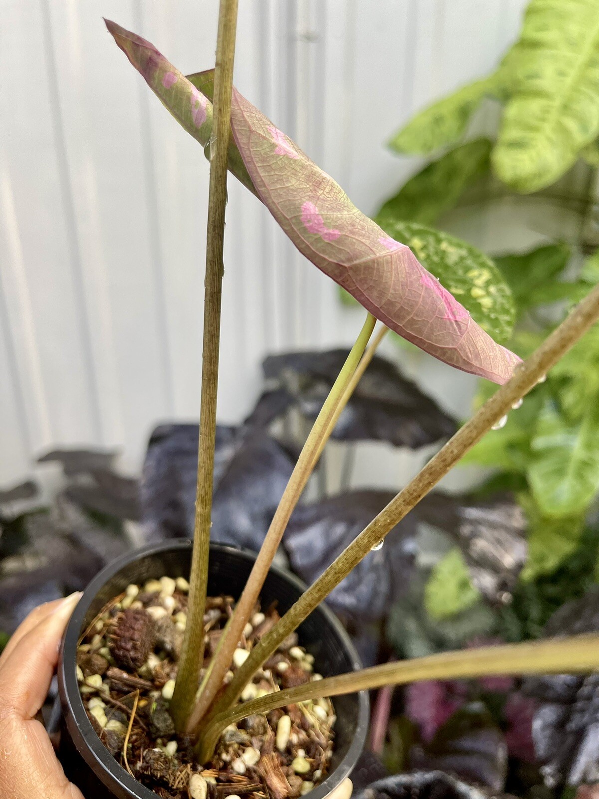 Caladium Clavatum ️ Rare Caladium Collector | eBay