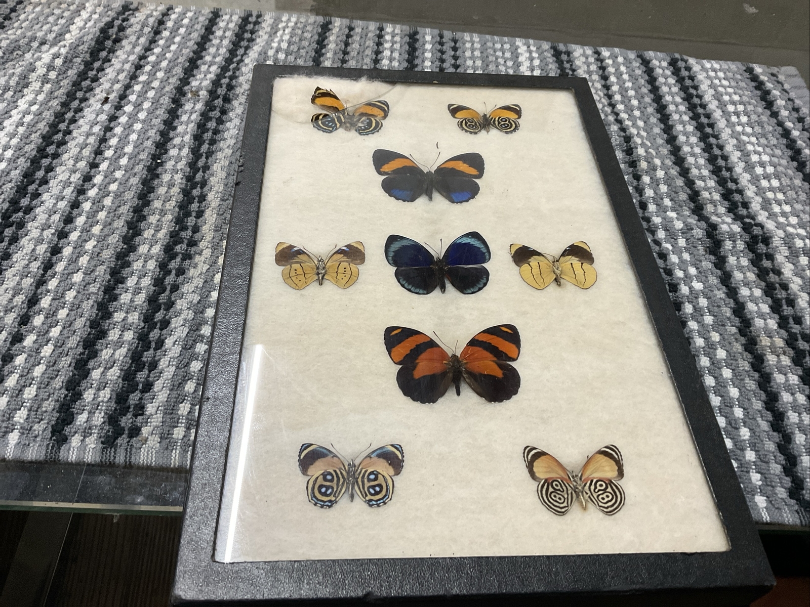 REAL Vintage Antique Taxidermy Butterfly Mounts LOT OF 9 | eBay