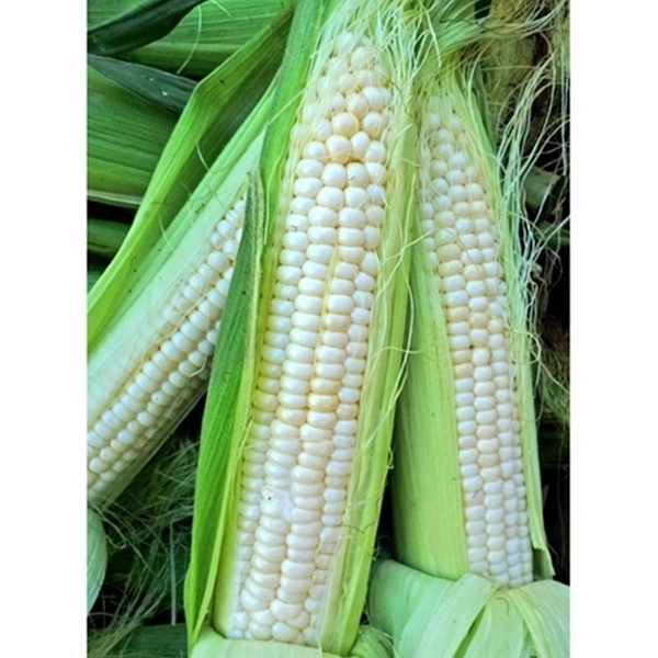 Silver Queen Sweet Corn Seed