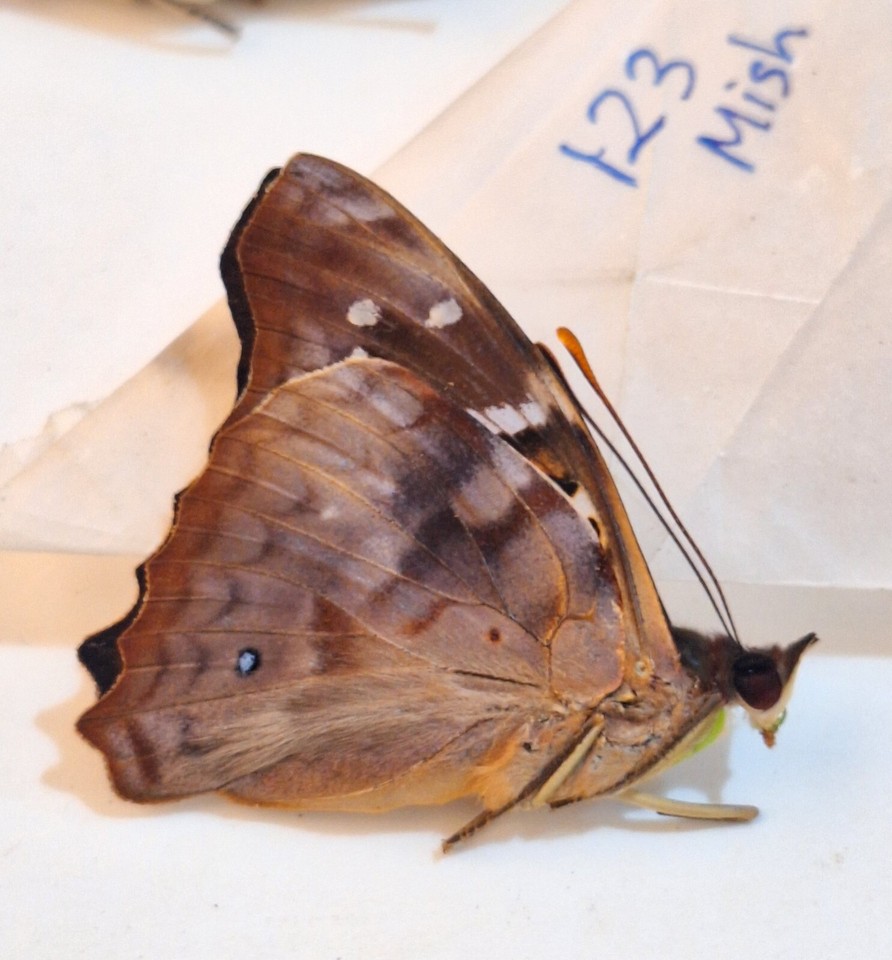 123 Nymphalidae | eBay