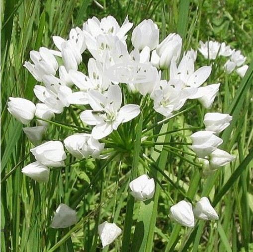 ALLIUMs MIXED GARDEN FIREWORKS SPRING SUMMER FLOWERS ALIUM BULBS ...