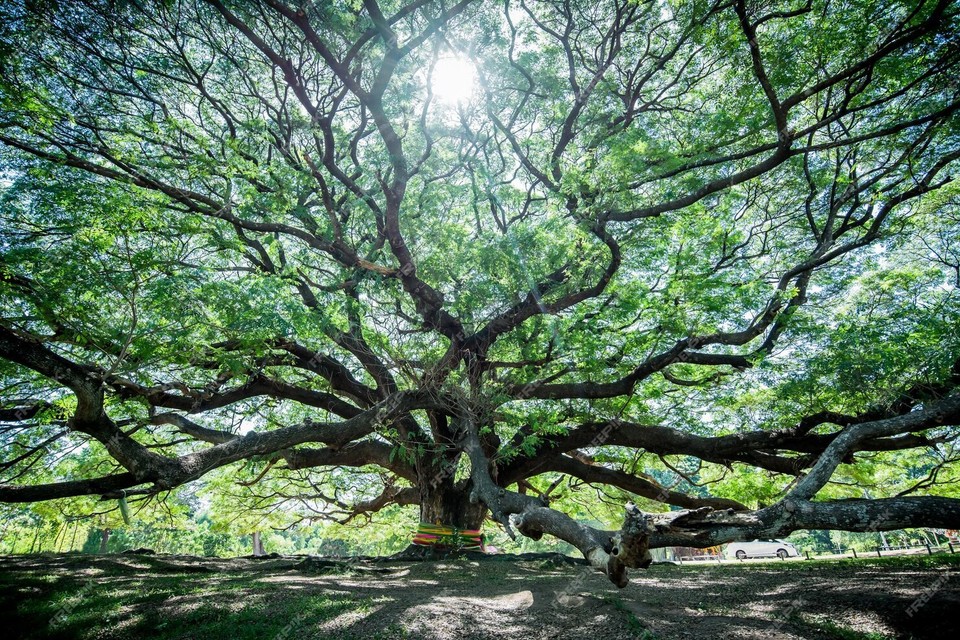 LIVE PLANT 3ft Rain Tree - Samanea Saman - Monkey Pod - Pithecellobium ...